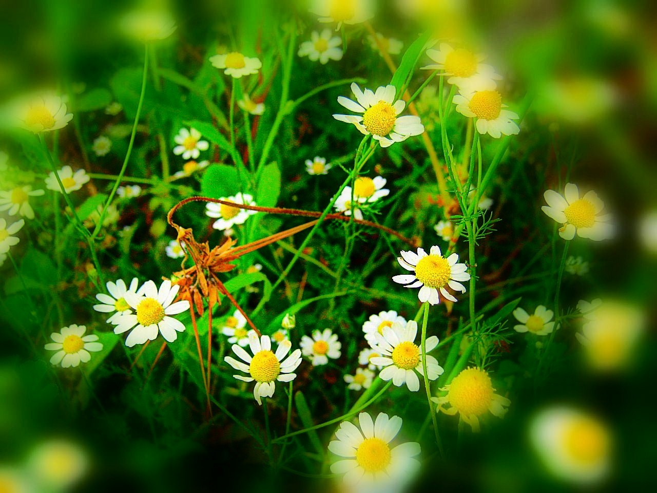 CUT and DRY : Chasing Flowers + Have a Flowery Weekend!