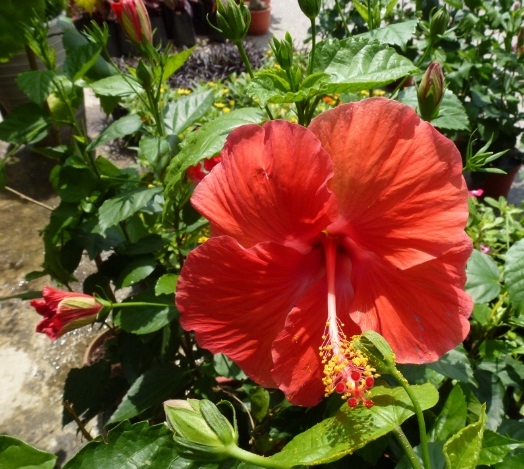 Greenfingers: Bunga Cantik Lagi