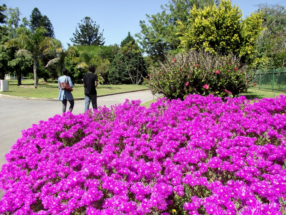 Port Elizabeth Daily Photo: Fygies at St George's Park