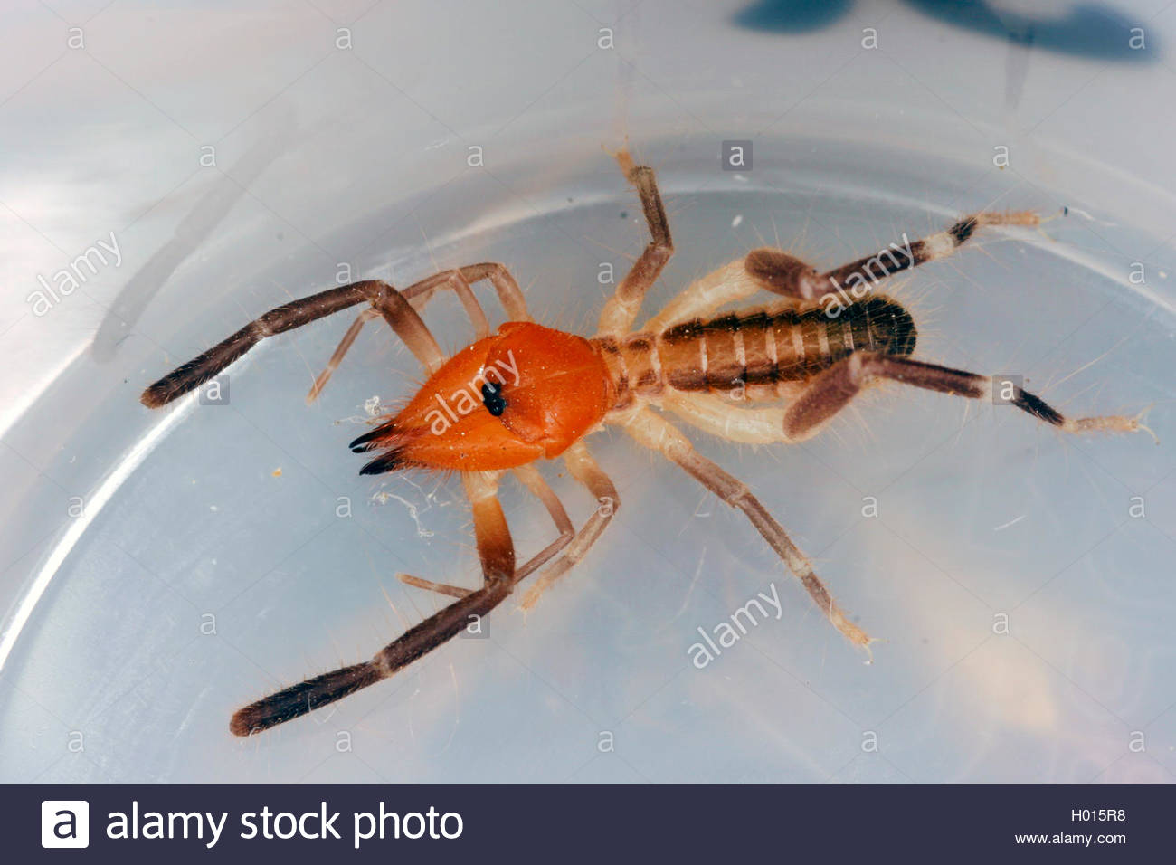 walzenspinne - Germany News Collections