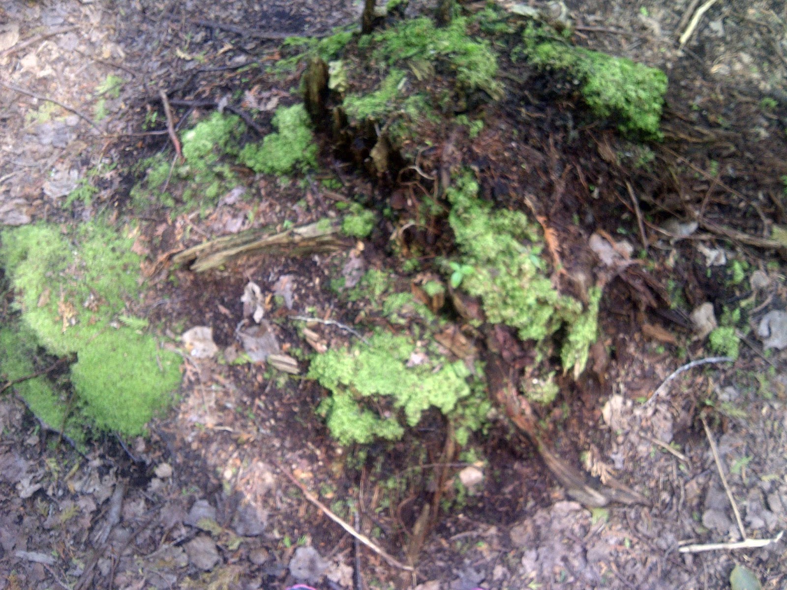When Do I Become Competent Again?: Scenes from Bruce Trail Burnt Point ...