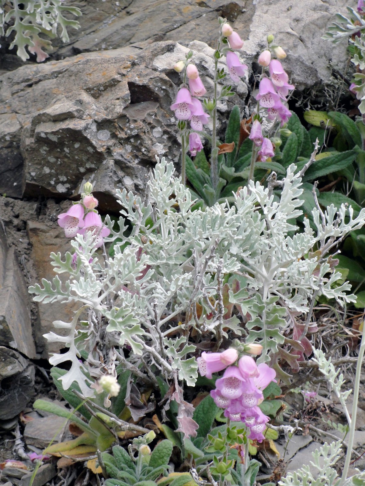 imatges de menorca: PLANTES DE MENORCA: DIDALERA O HERBA DE SANTA MARIA ...