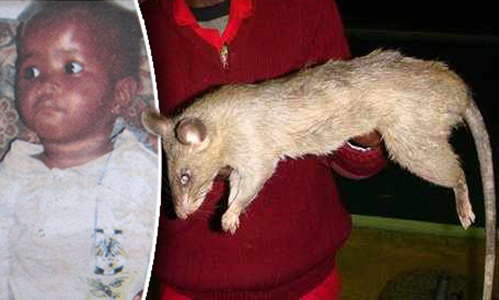 Sad news: Baby devoured by giant rats in South Africa