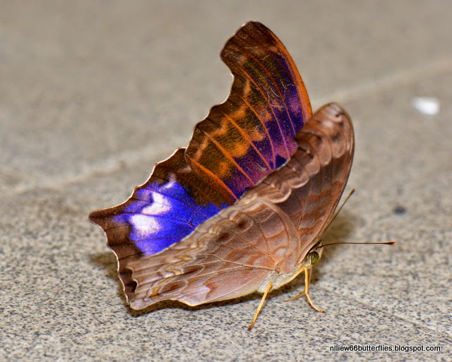 The Forested Path (and Beyond): BUTTERFLIES of RAUB: The Large Assyrian ...