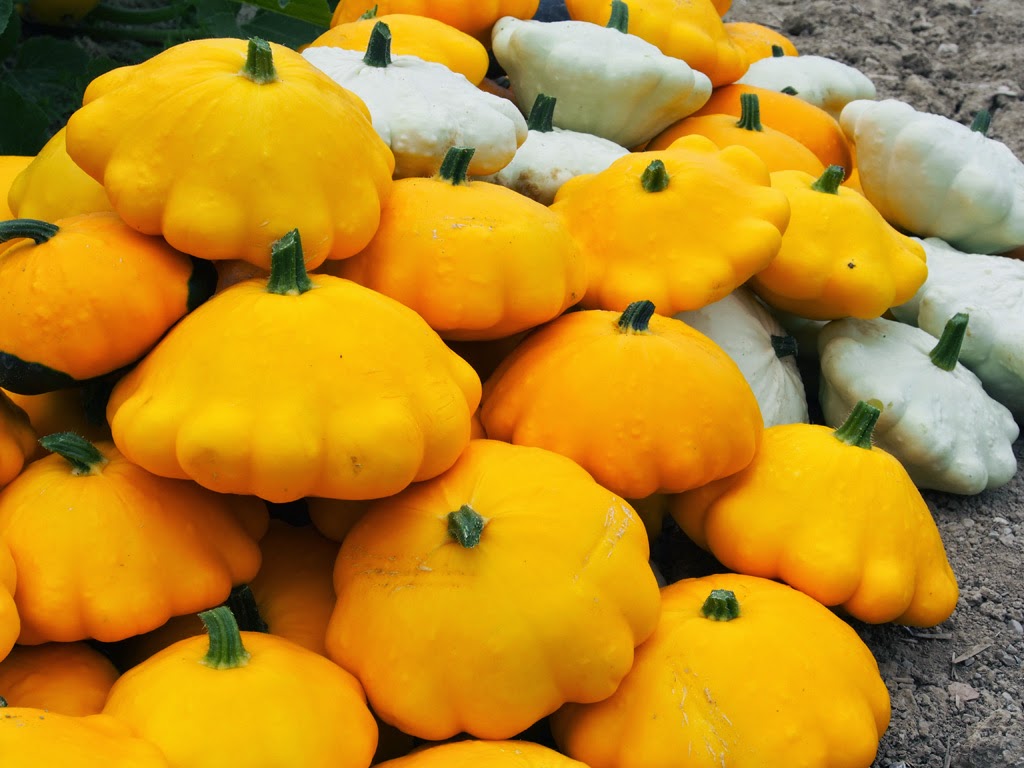 Seminte si plante de gradina hobby: Dovlecel Patison galben