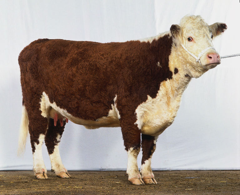 METRO FARMS -Pembekal Sumber Ternakan Anda: BAKA LEMBU BIASA DI MALAYSIA