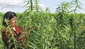 EL CAJON DE LOS CONOCIMIENTOS: AJONJOLÍ