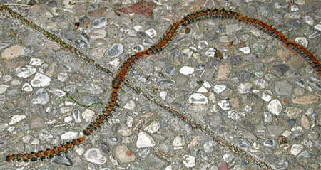 M O U R A M O R T A: A Lagarta do Pinheiro - Processionária