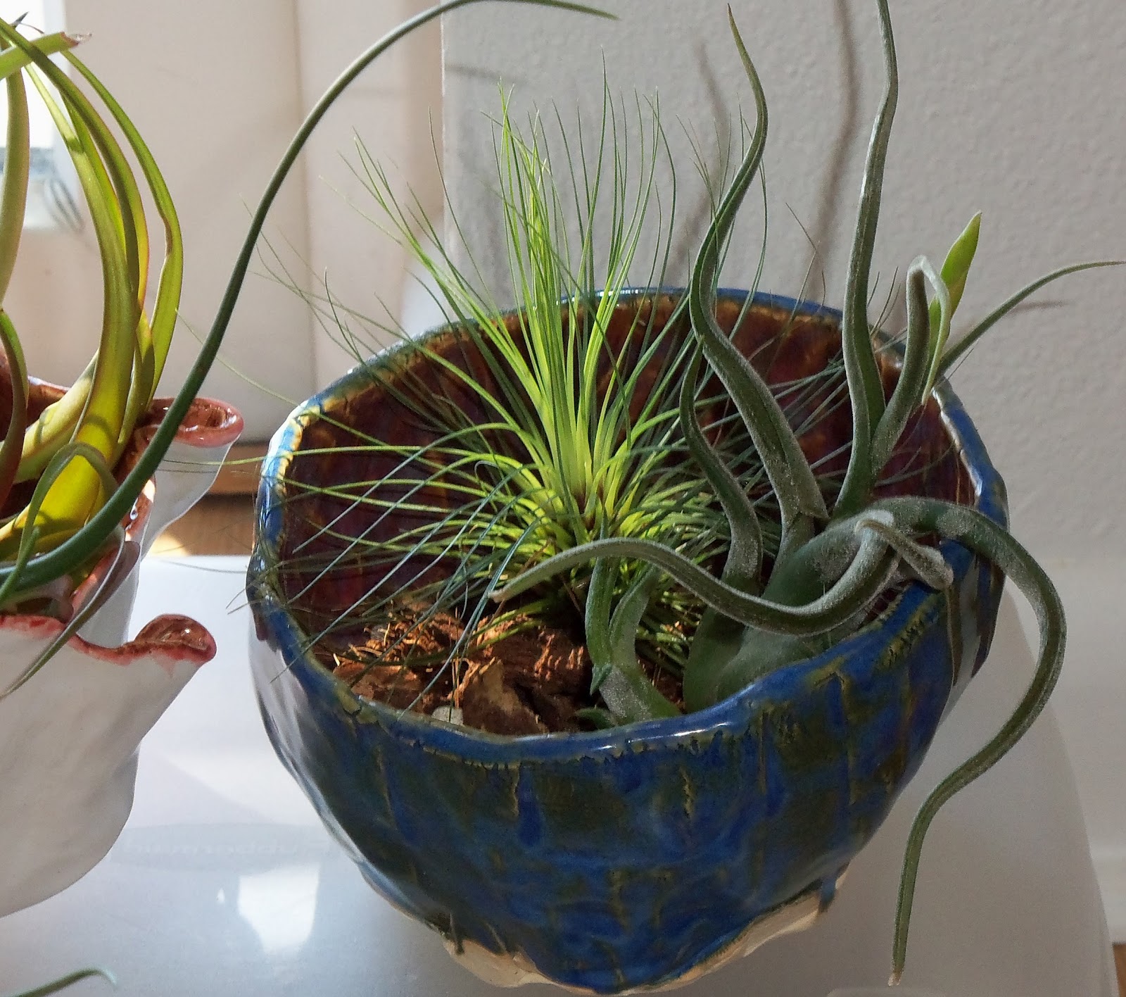 Tillandsia