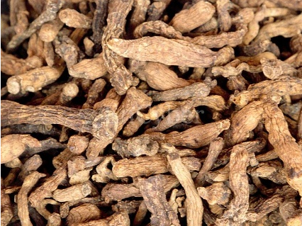 Do you have some time?: Solomon's Seal Tea