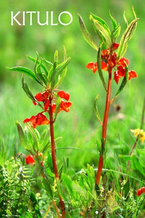 KITULO NATIONAL PARK- The Garden Of God in TANZANIA ~ Ukarimu Blog ...