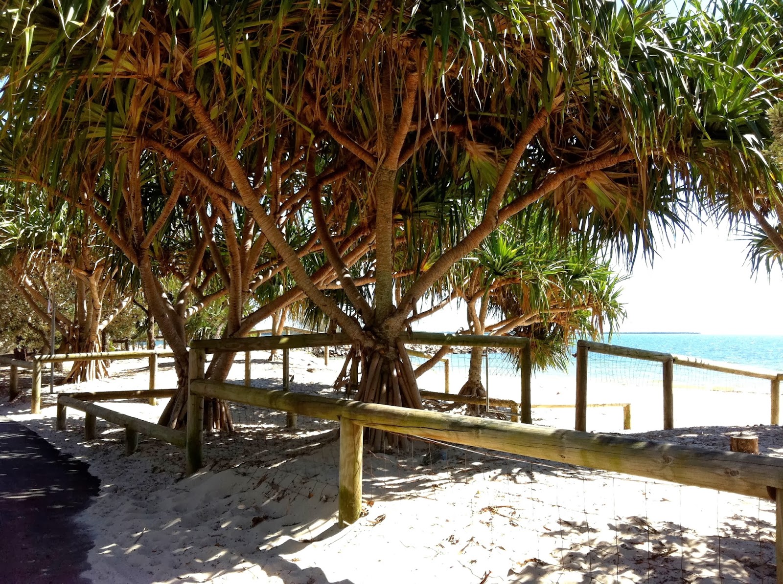 Frangipani House Sits Blog: Walking Wynnum