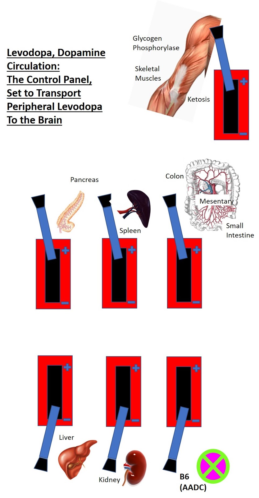 The Peripheral Levodopa Project: Peripheral Levodopa - For The Brain