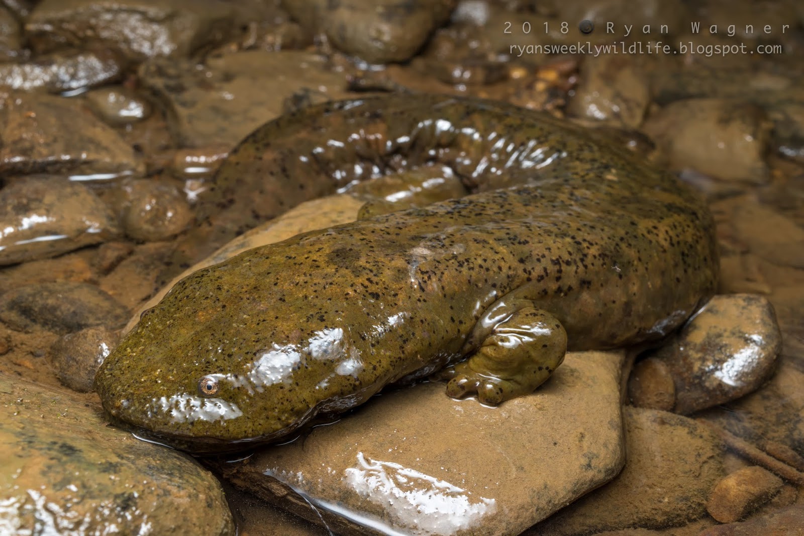 Field Life: Hellbender Hopes