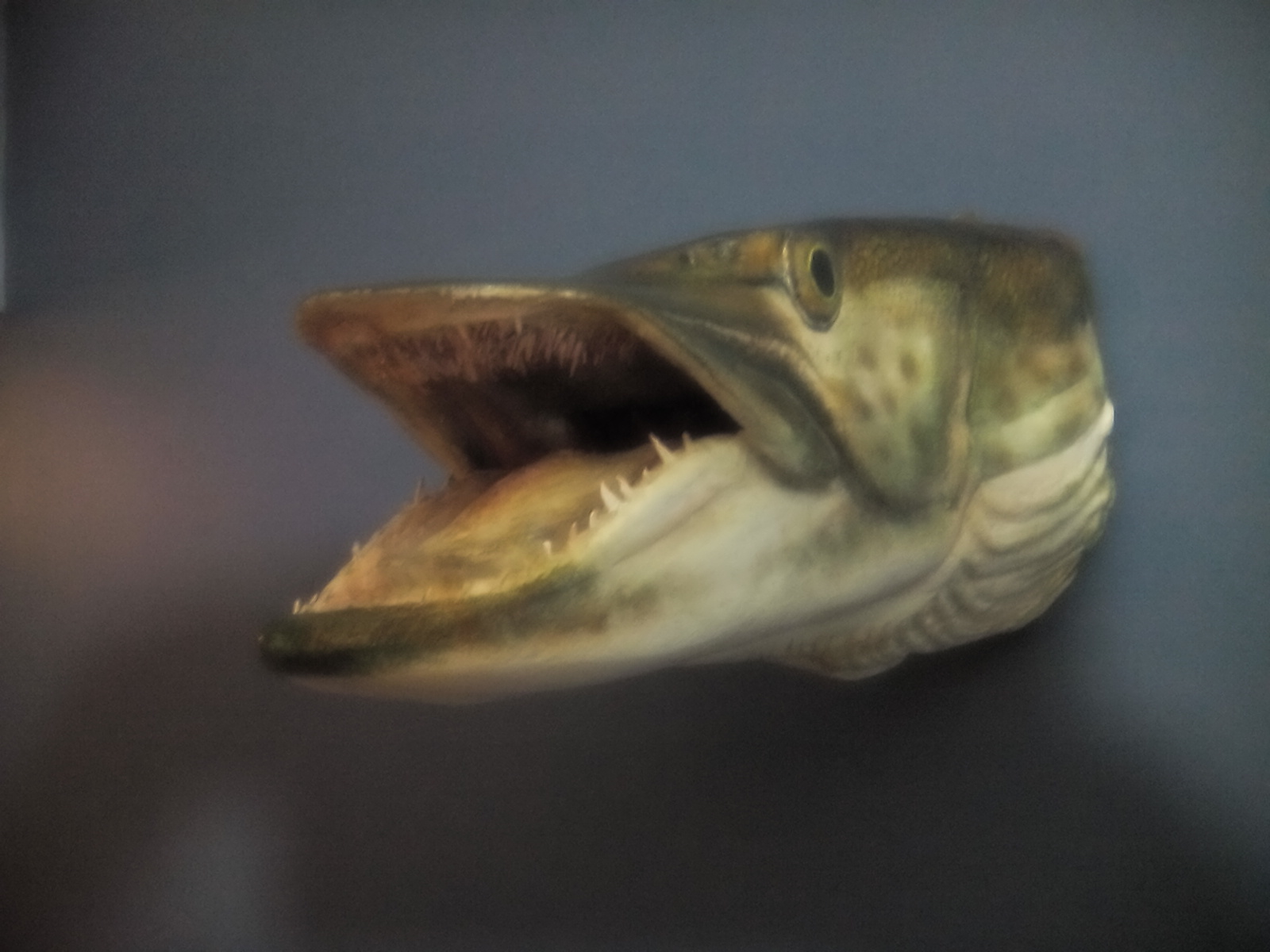 CHARLES WEISS ART: Giant muskie head carved from wood