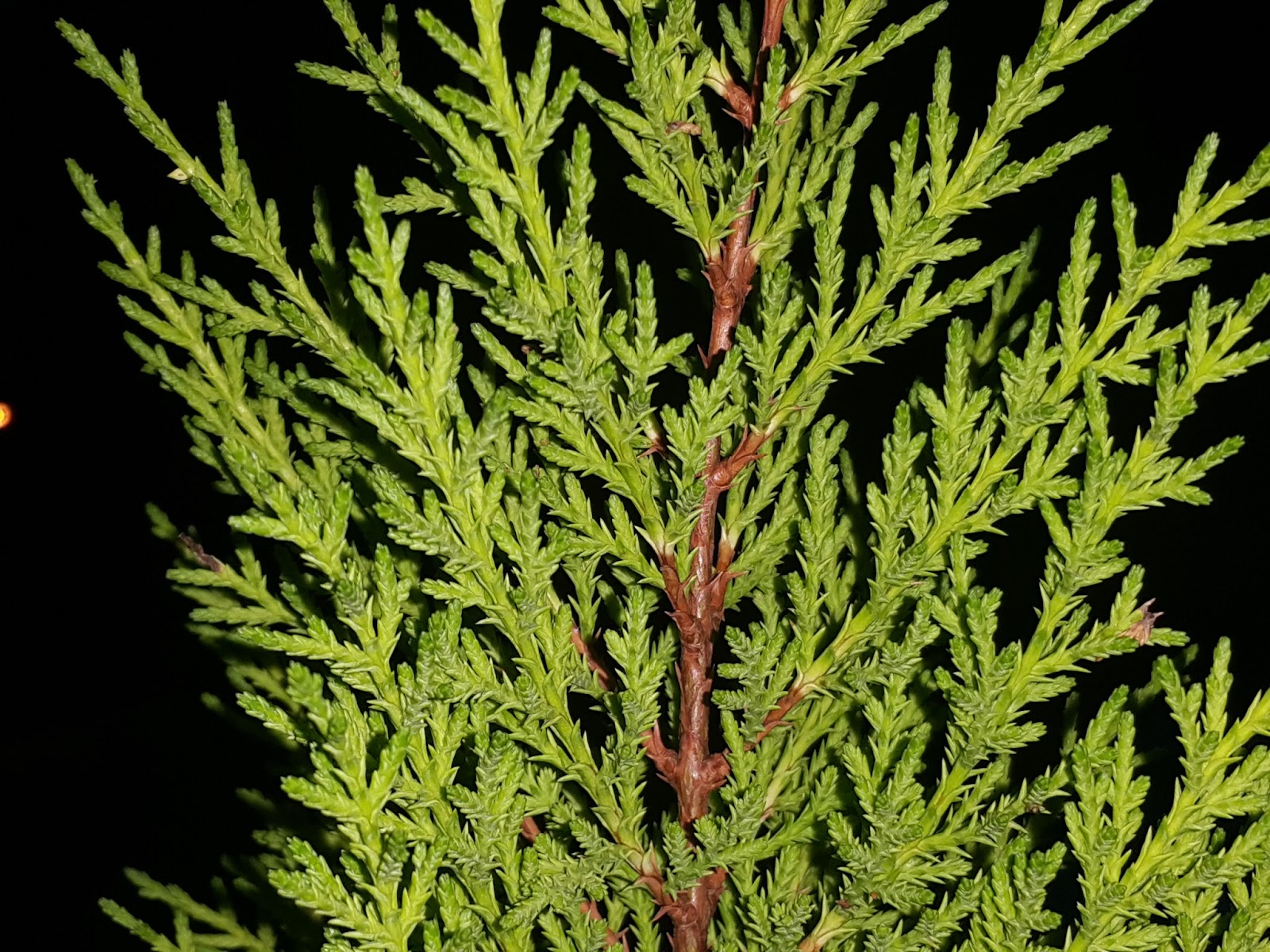 blog of amir rofie: Bonsai: Pine Forest (Aug 2017)