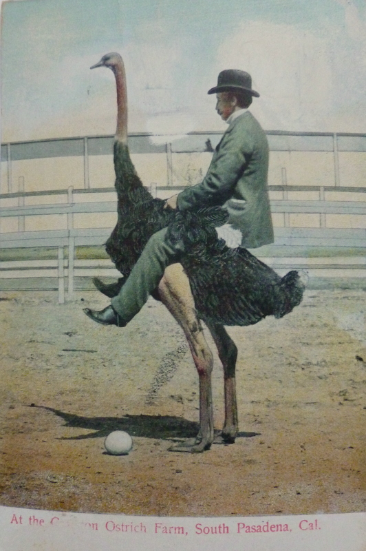 The Iconic Muse: Ostrich Farms (or Not All History Is Serious)