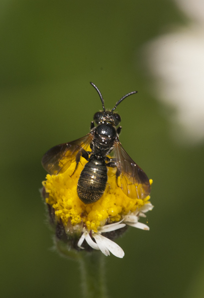 foto y natura: Abejas mexicanas