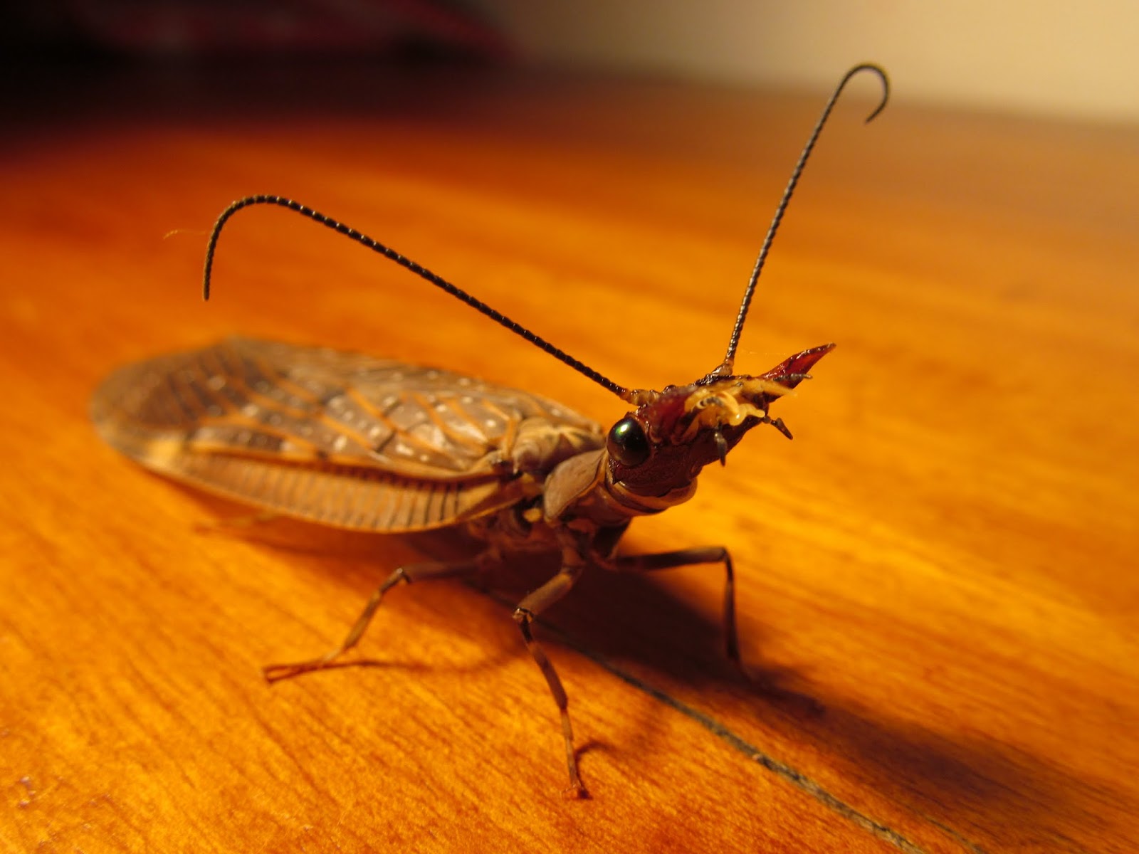 Fauna de Colombia - Wildlife Colombia: Polilla (Hawkmoth) y Machaca ...