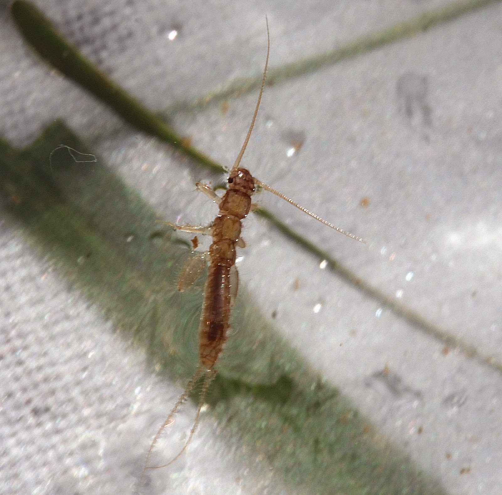 Aquatic Insects of Central Virginia: The "other" small winter stonefly ...