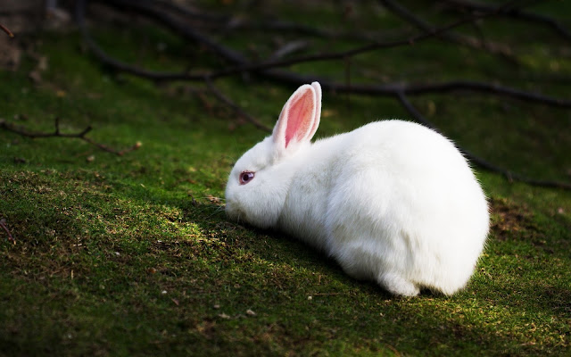 Rabbits for sale from Bangladesh!! - Buy Rabbits, bunny, house bunny ...