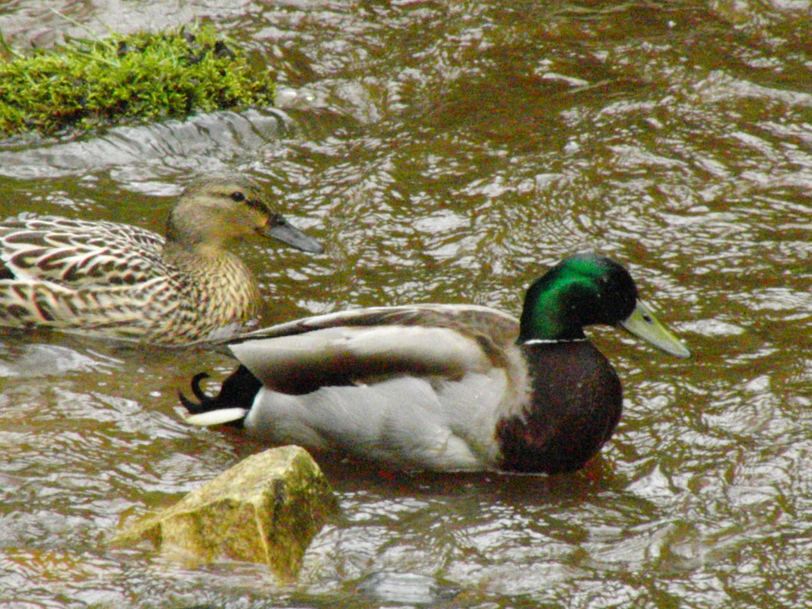 A Rural Life: Wild Ducks