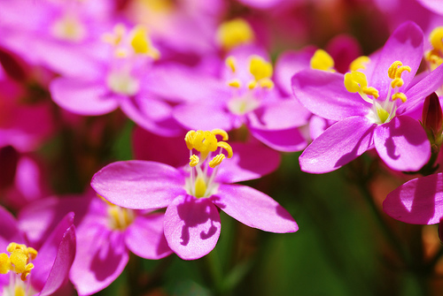 Las plantas y sus usos: Centaura menor
