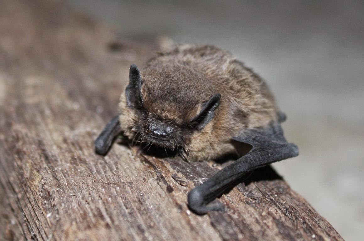 Incubator More - renovating a Victorian gamekeeper's lodge: Nature? It ...