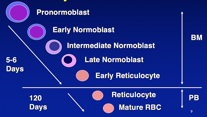 Lecture Notes in Medical Technology: Lecture #2: The Hematopoetic System