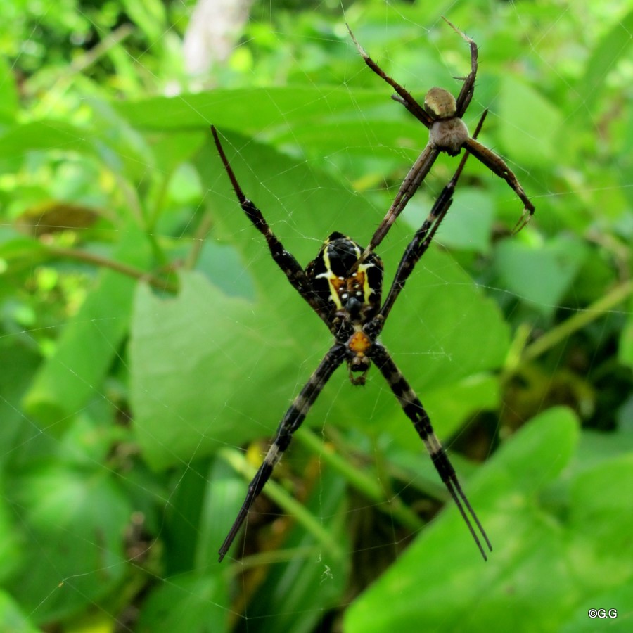 Nature Wonders Gershonized: More New Guinea insects זחלים עכבישים ...