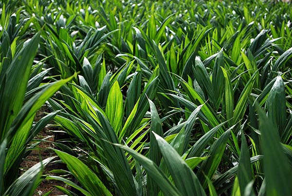 Bibit sawit Marihat asli: Bibit Marihat Siap Tanam