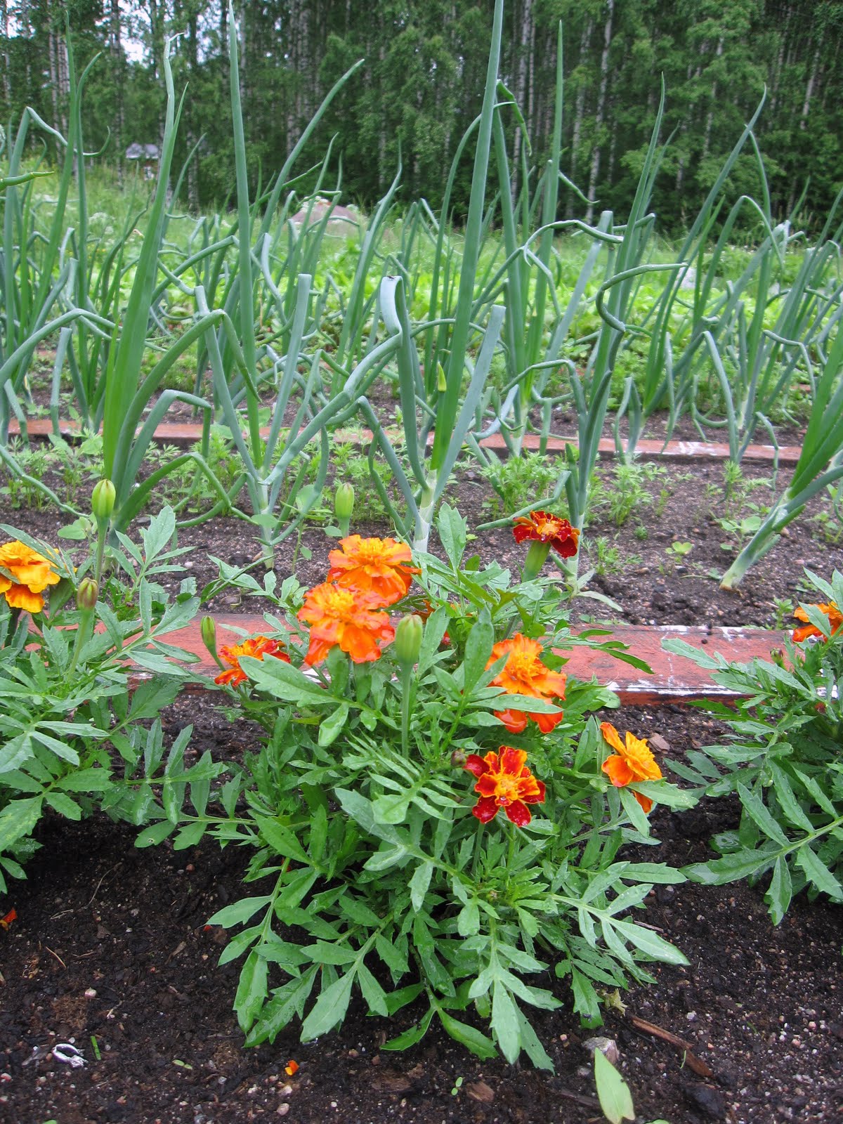 Puoli kuuta peipposesta: Kasvimaa ojennuksessa