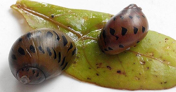 6 keong penghias aquascape ~ Aquascape Batang