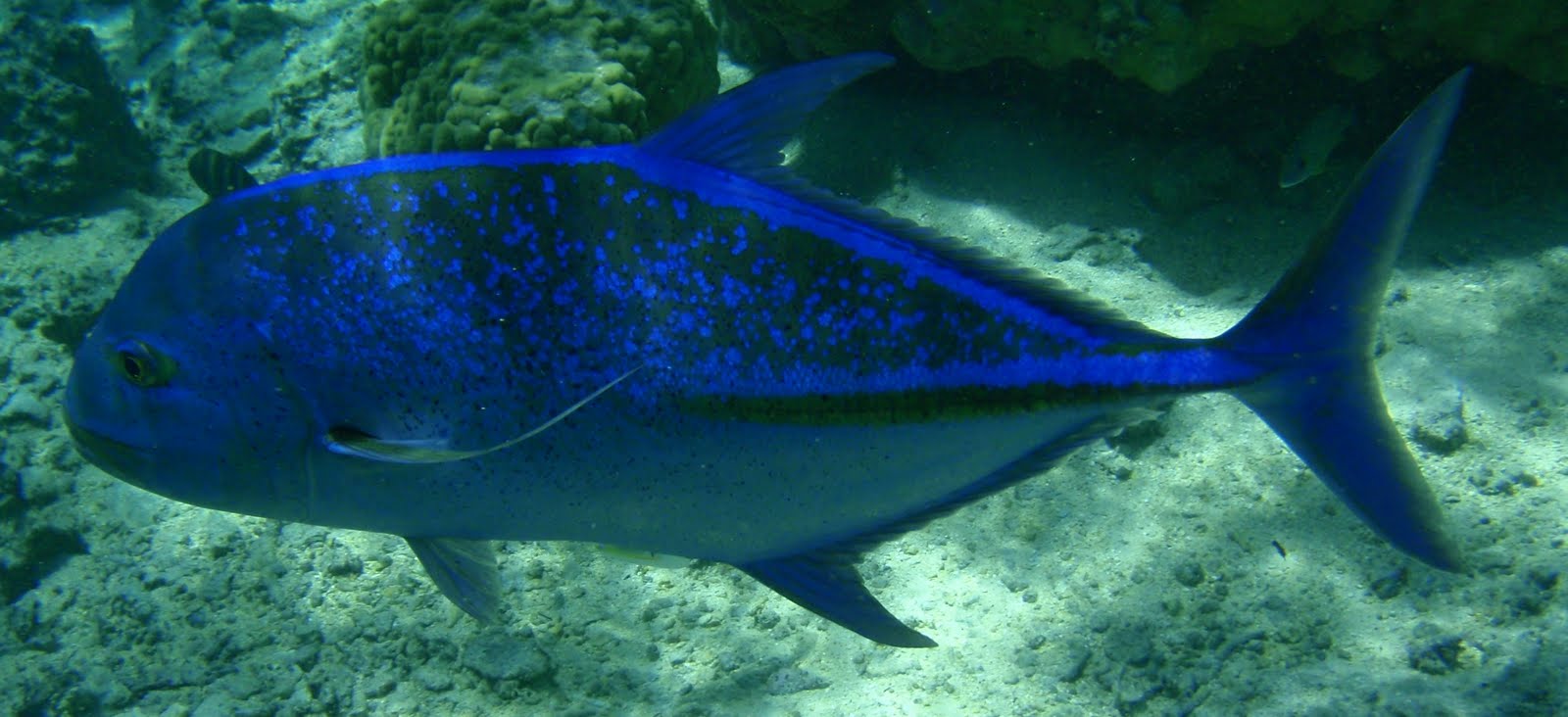 CH'TI TAHITI: La Faune Polynésienne