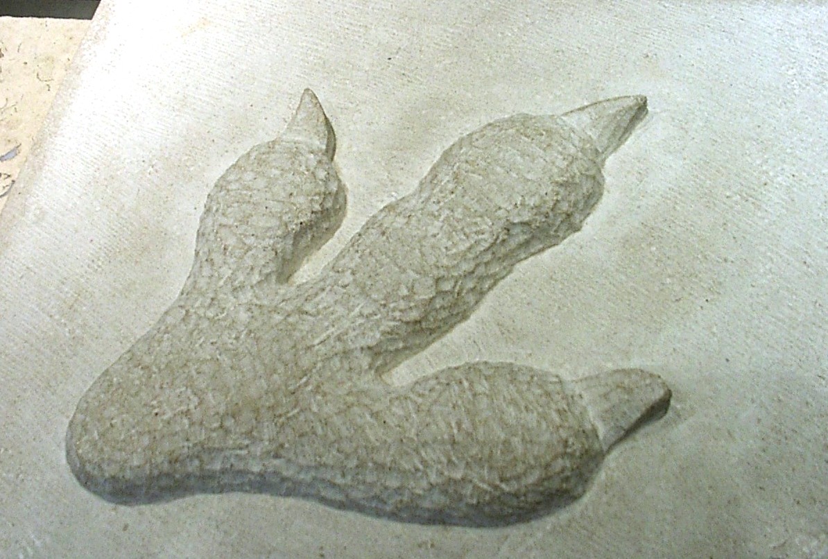 Professor P.Brain's blog: Footprints of History?