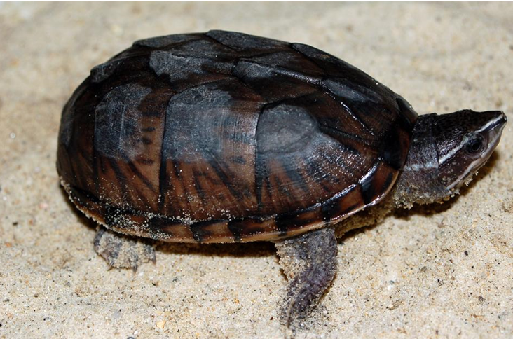 Biology of the Reptilia: Lab #2: Testudines (Nick Spies and Alex Murray)