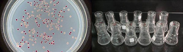 Sandwalk: Elizabeth Pennisi writes about Richard Lenski's long-term ...