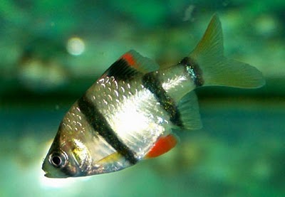 AQUA LIFE: Green Tiger barb