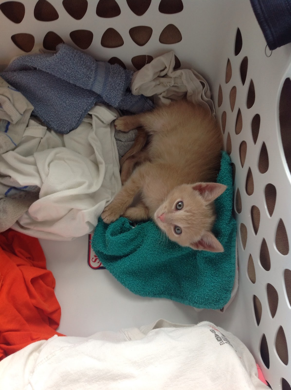 His Grace is Sufficient: "Menopaws"