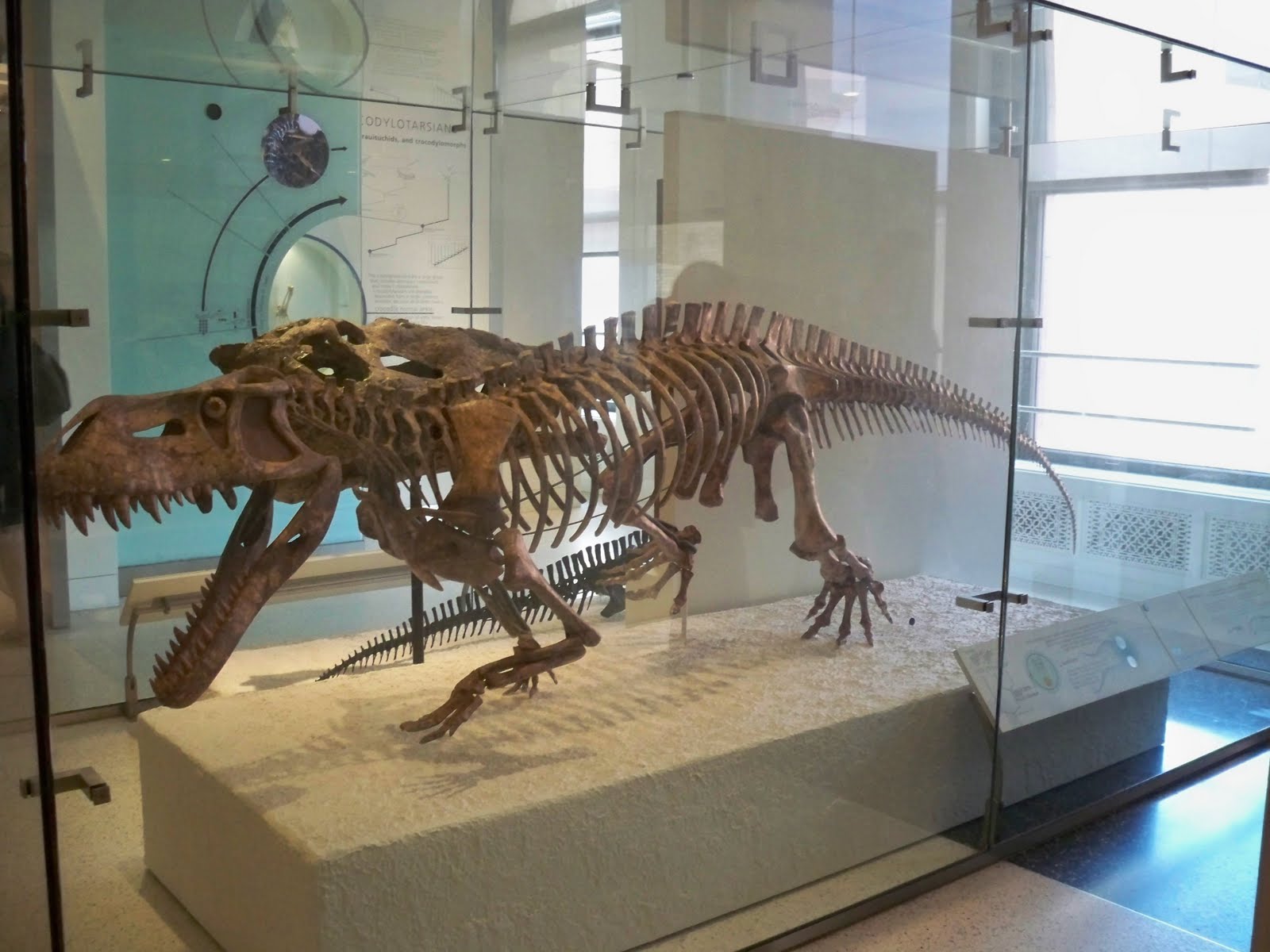 Eggs Come From The Store?: Exotic Carolina Terrane