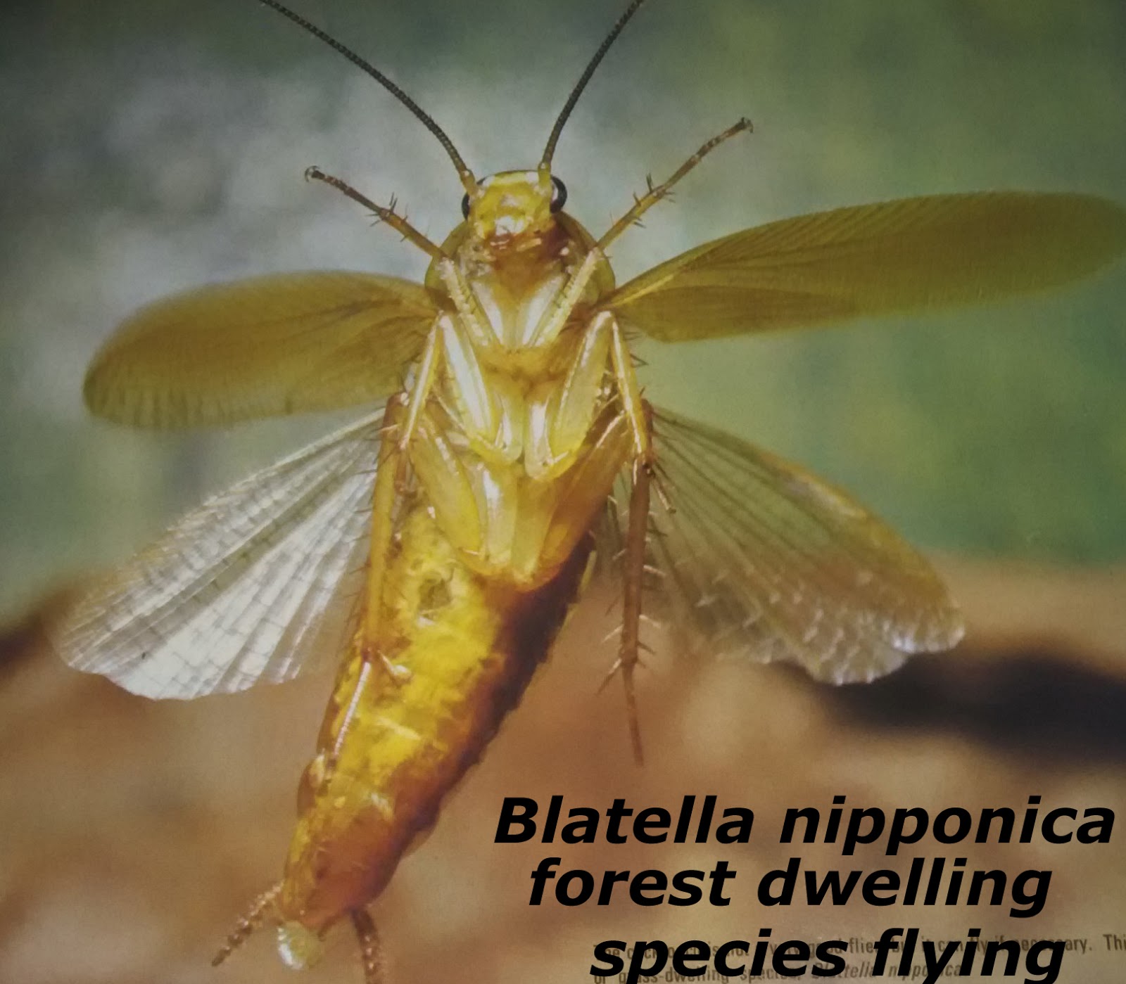 Ramvaidyblog: COCKROACH – AN AMAZING INSECT AN INSECT THAT HAS BEATEN ...