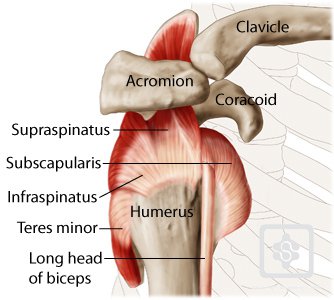 Sports and ACL Injuries: Rotator Cuff Repair