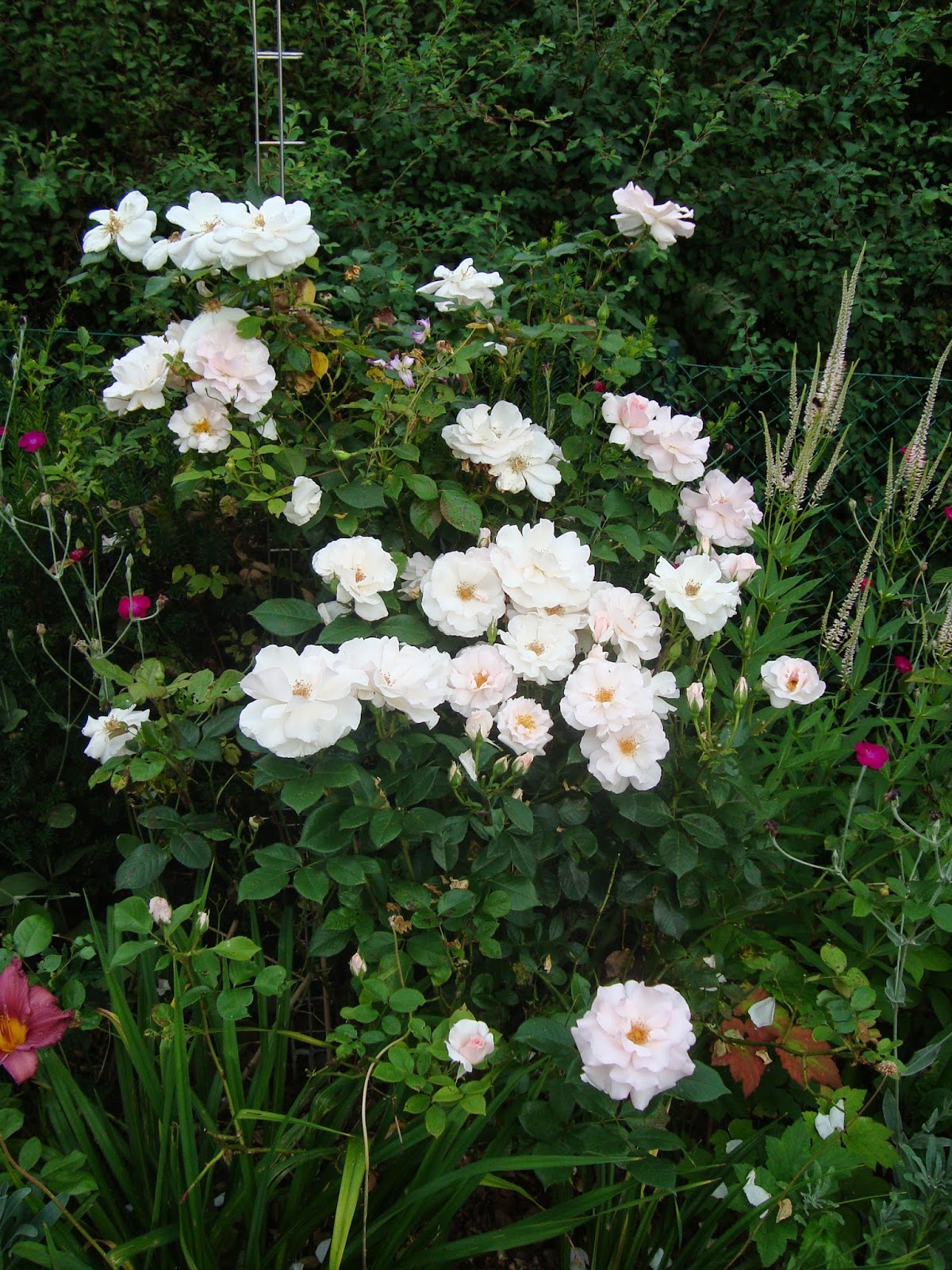 Passionnément jardin: Une rose...un rosier...A Whiter Shade of Pale