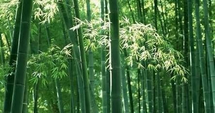 Filosofi pohon bambu"