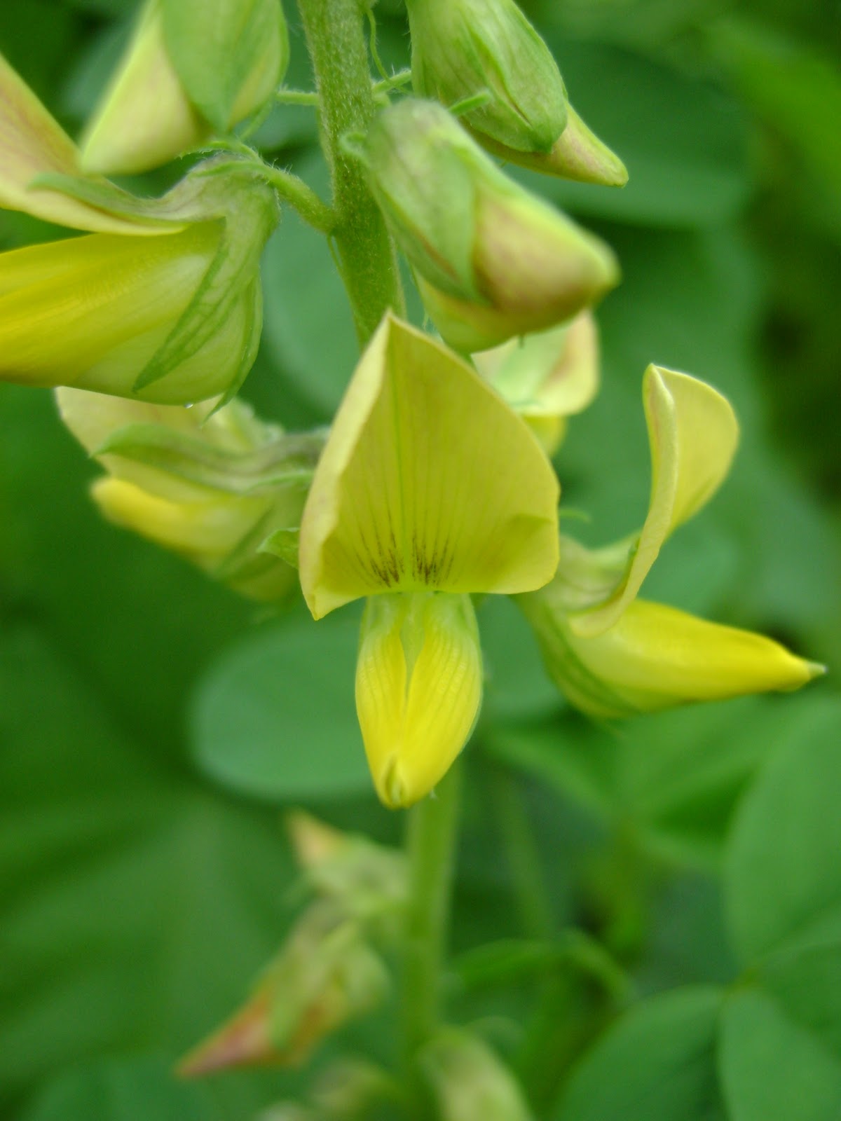 Fabaceae - Leguminosae no Brasil: Fabaceae - Crotalaria incana L ...