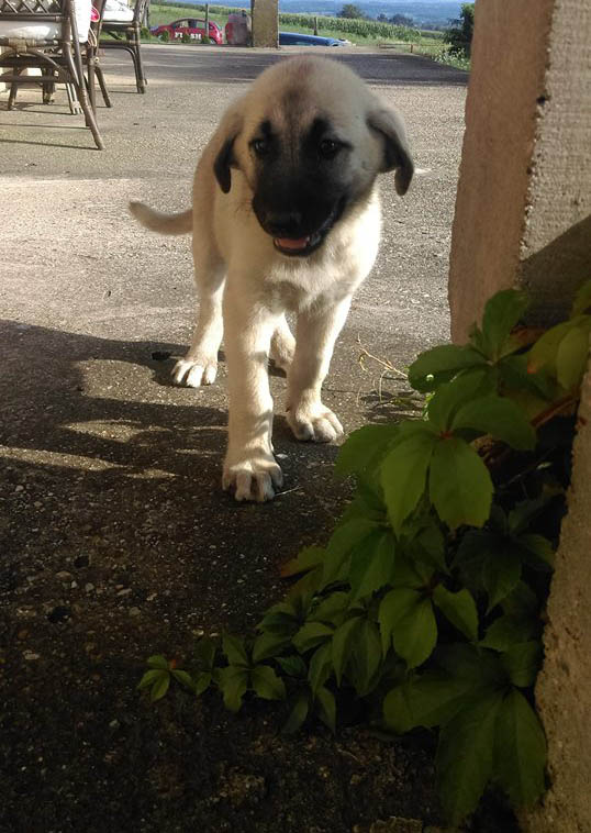 Kangali na prodaju / Turkish Kangals puppies on sale