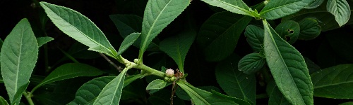 馬來西亞熱帶雨林: 草本 S