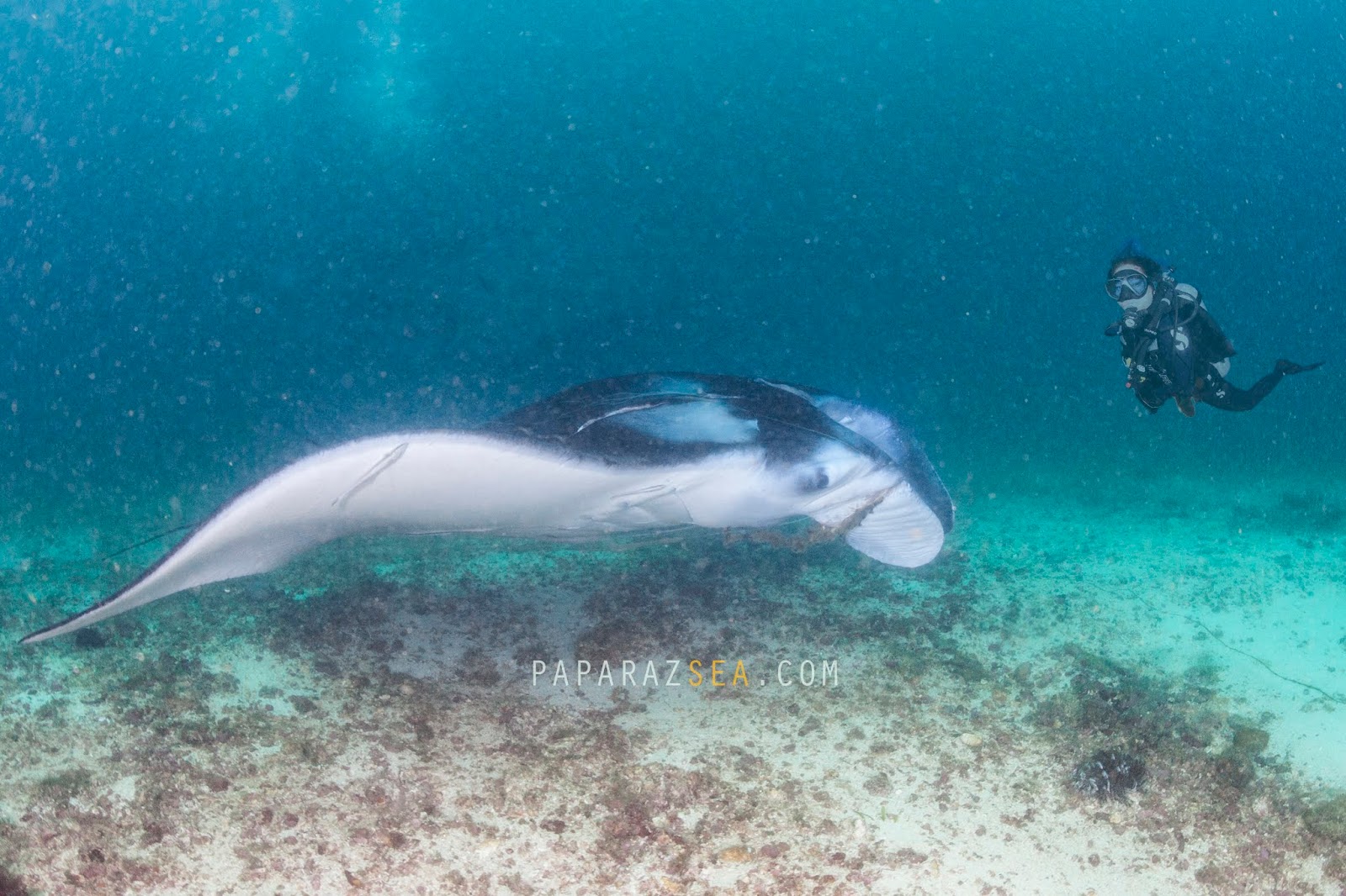 Dive Ticao, Manta Bowl Trip Report 2019 - PaparazSea