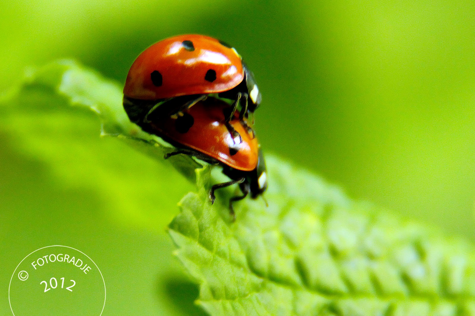 Fotografie als hobby: Macrofotografie