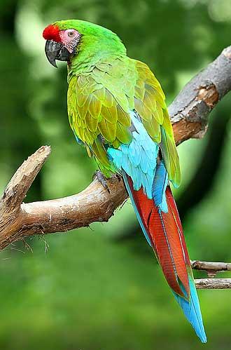 En La Guajira protegemos la guacamaya verde. - Viva Fm Villanueva